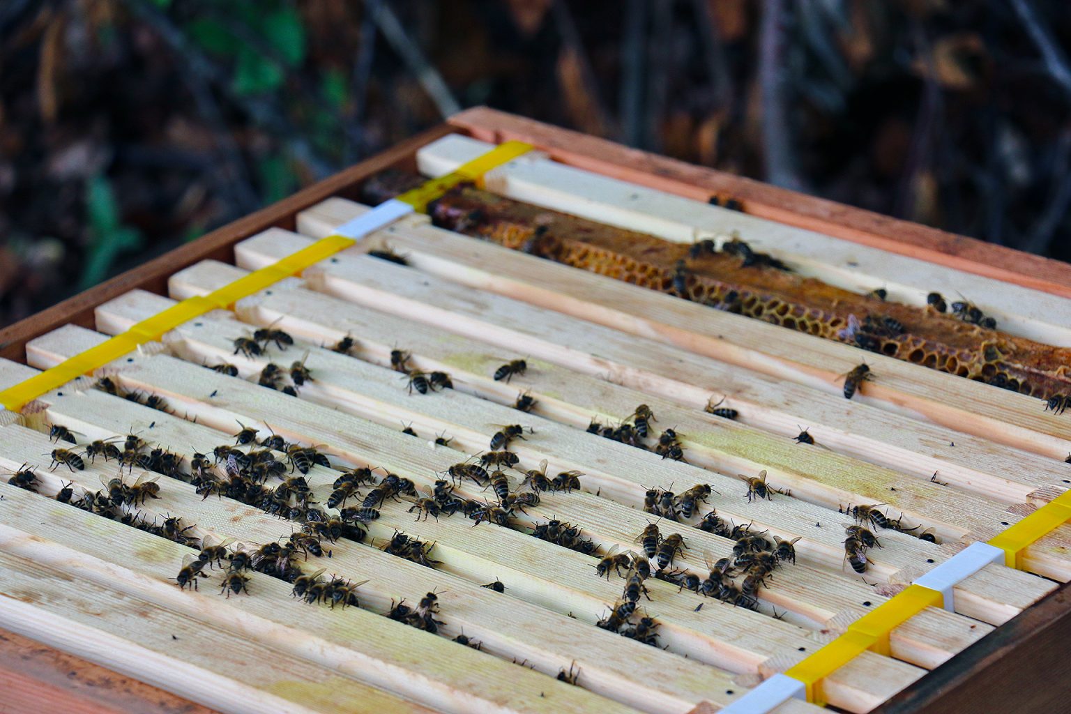 World Bee Day 2020: Bee Engaged! – Sustainably Speaking