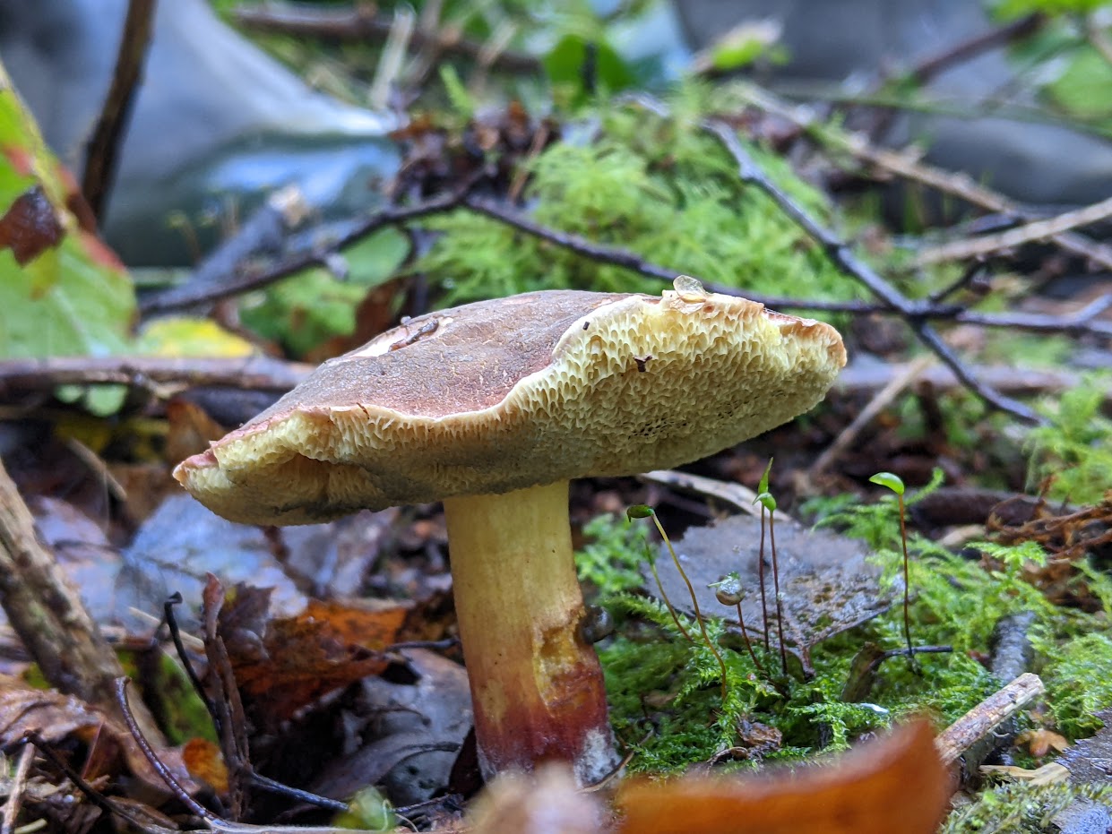 The importance of fungi – Sustainably Speaking